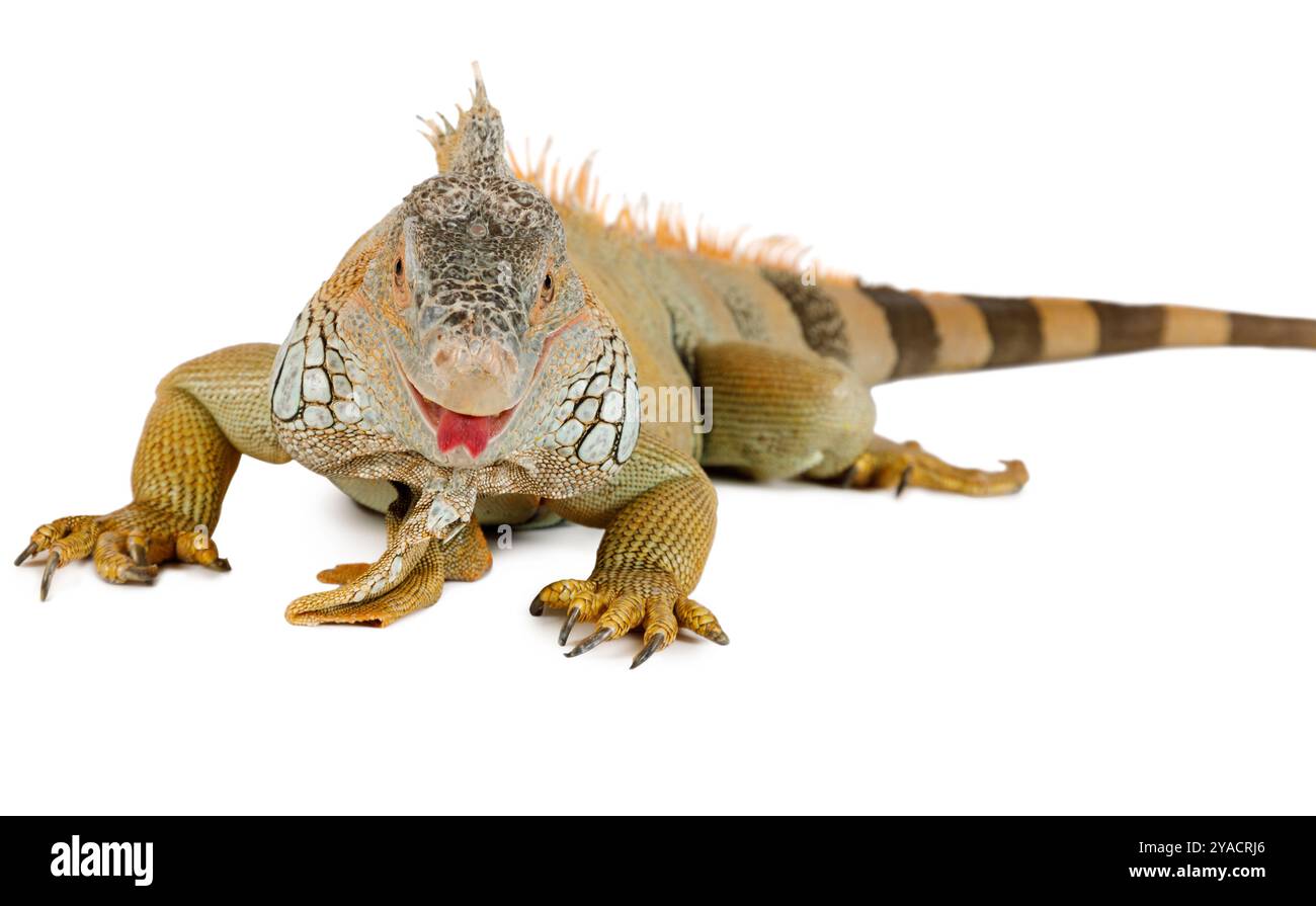 Lizard iguana in zoo Cut Out Stock Images & Pictures - Alamy