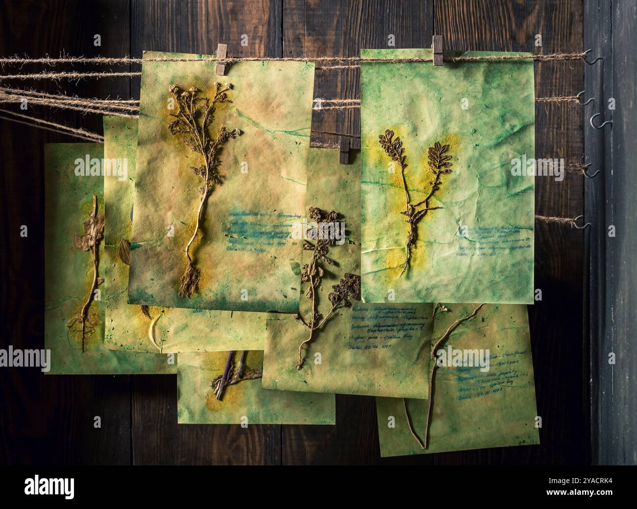 Creepy herbal workshop with plant descriptions and dried cards as ...