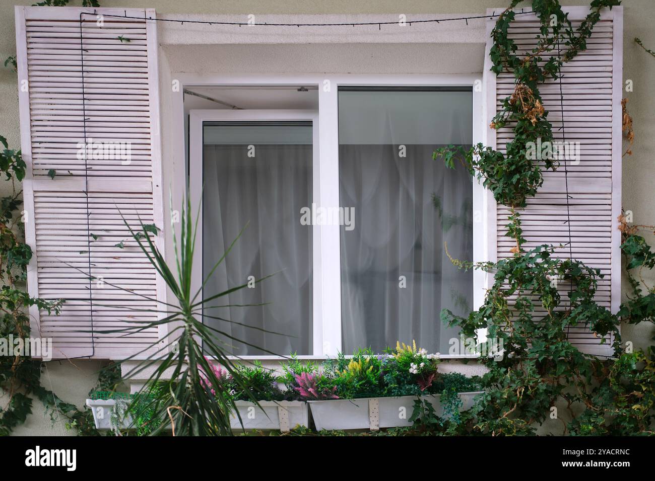 Window with white shutters and green ivy growing around. Flower box ...