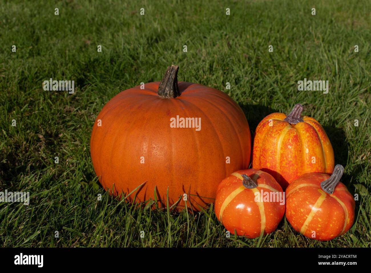 Four pumpkins on a green grasy ground, front view with copy space Stock ...