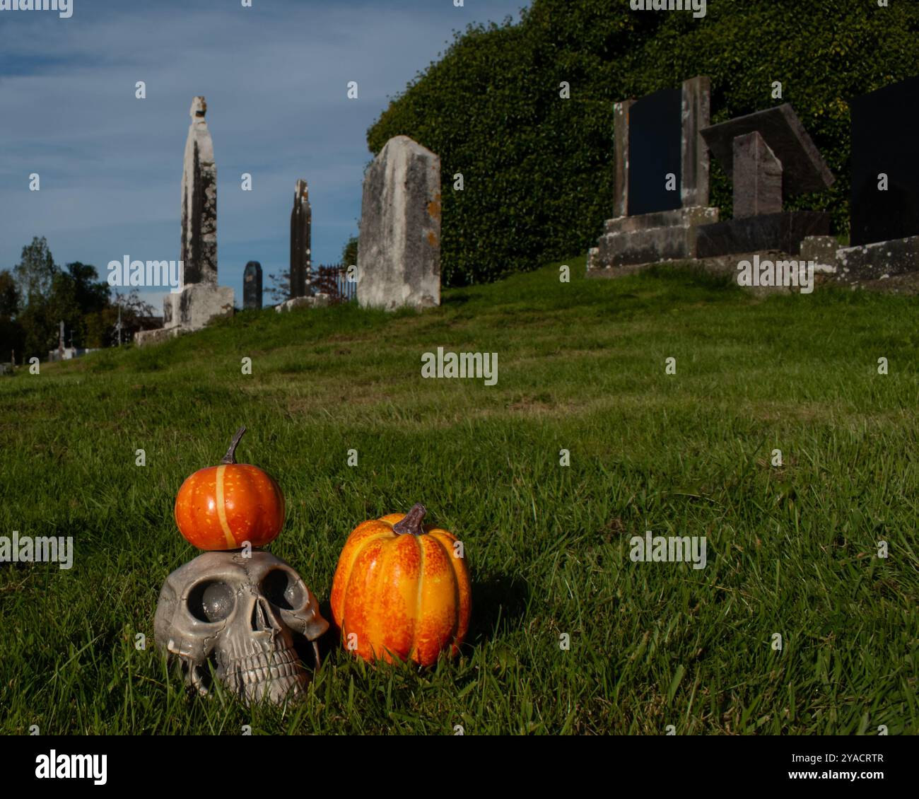 Decorative human skull with two pumpkins at the cemetery with copy ...