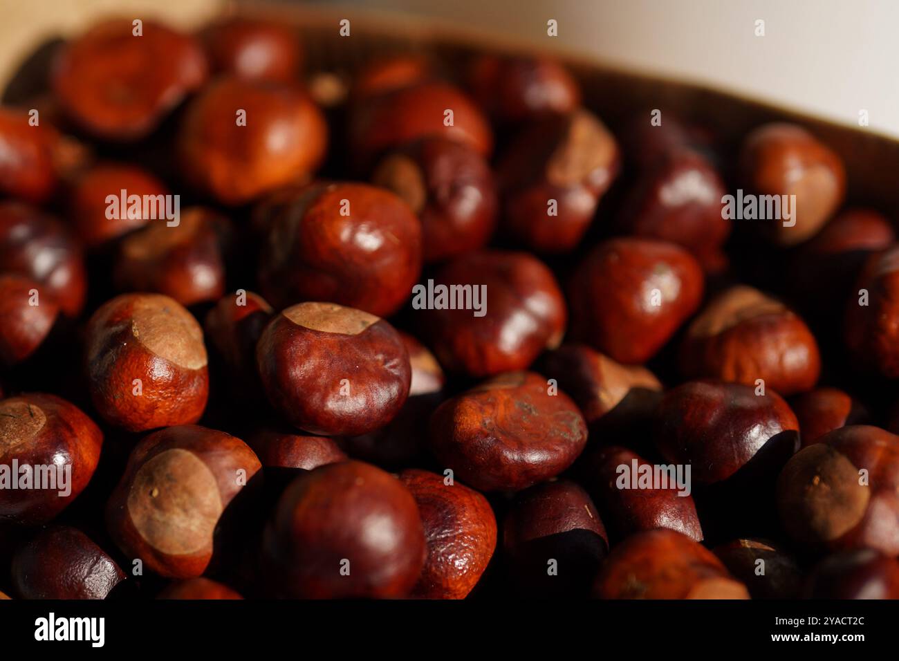 World conker championships 2024 hi-res stock photography and images - Alamy