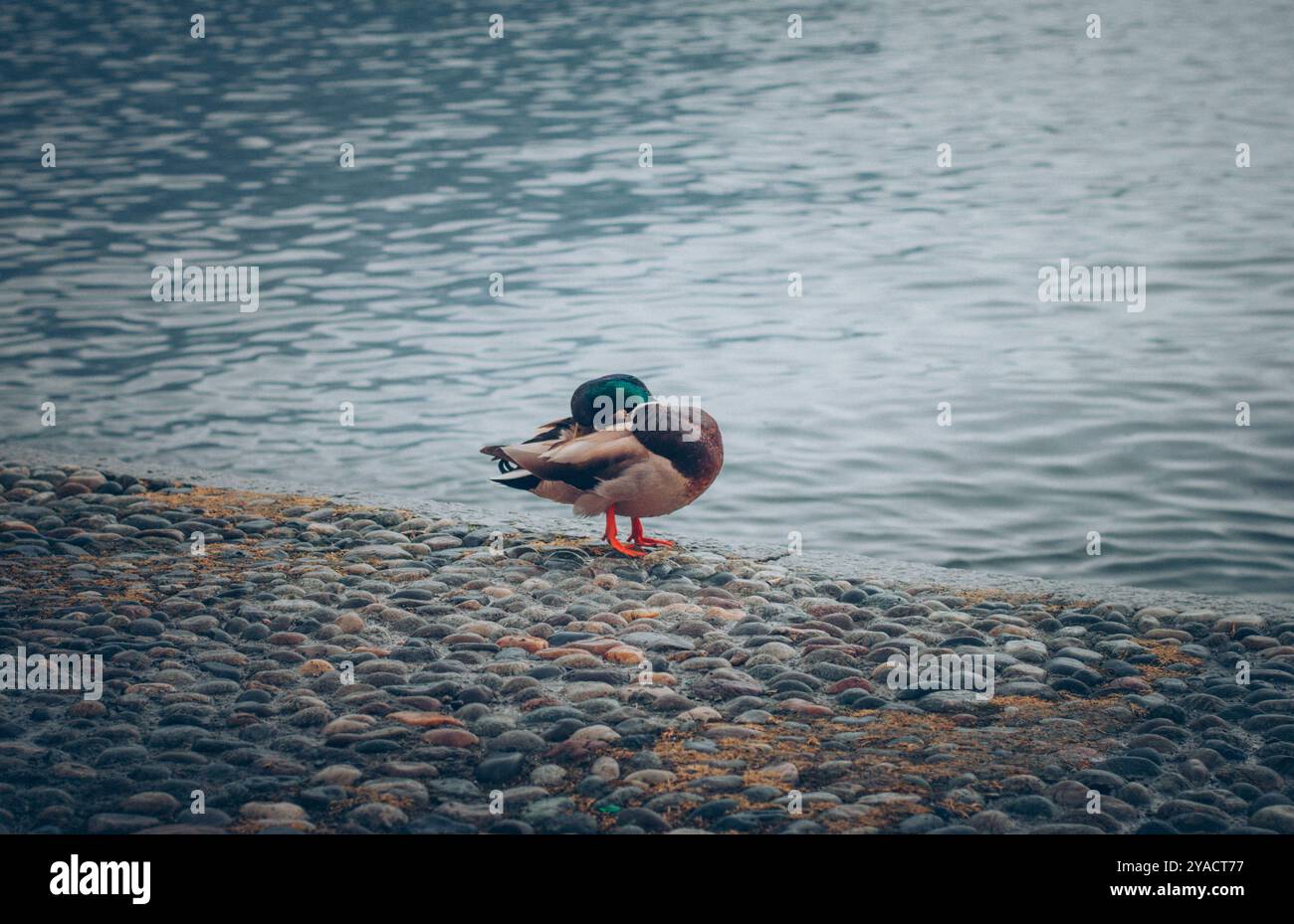 Resting Duck by Waterfront on Stock Photo - Alamy