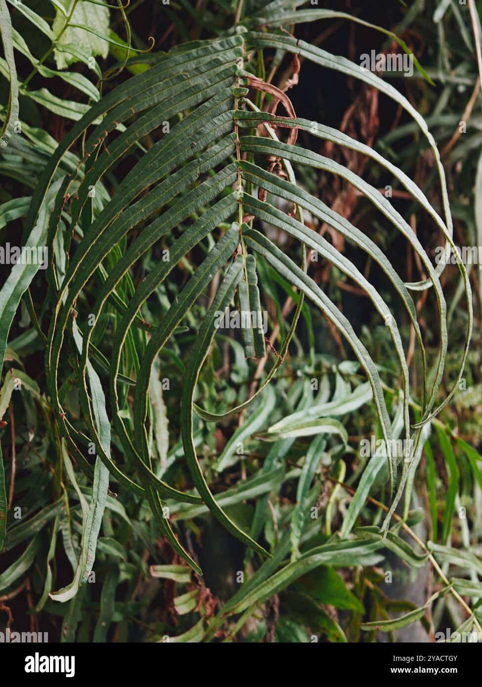 Leaf named pteris vittata Stock Photo - Alamy