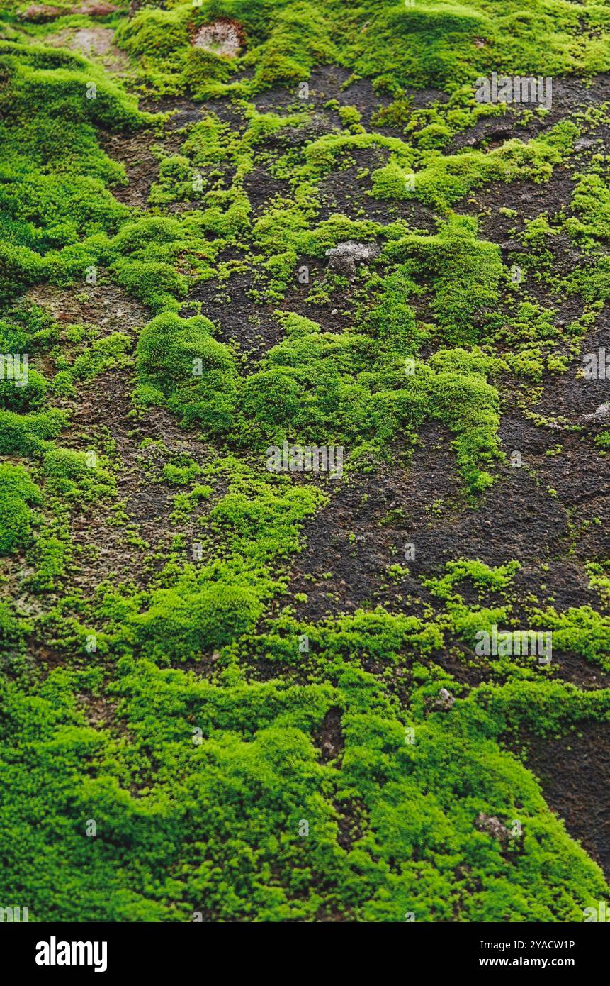 Rock cap moss hi-res stock photography and images - Alamy