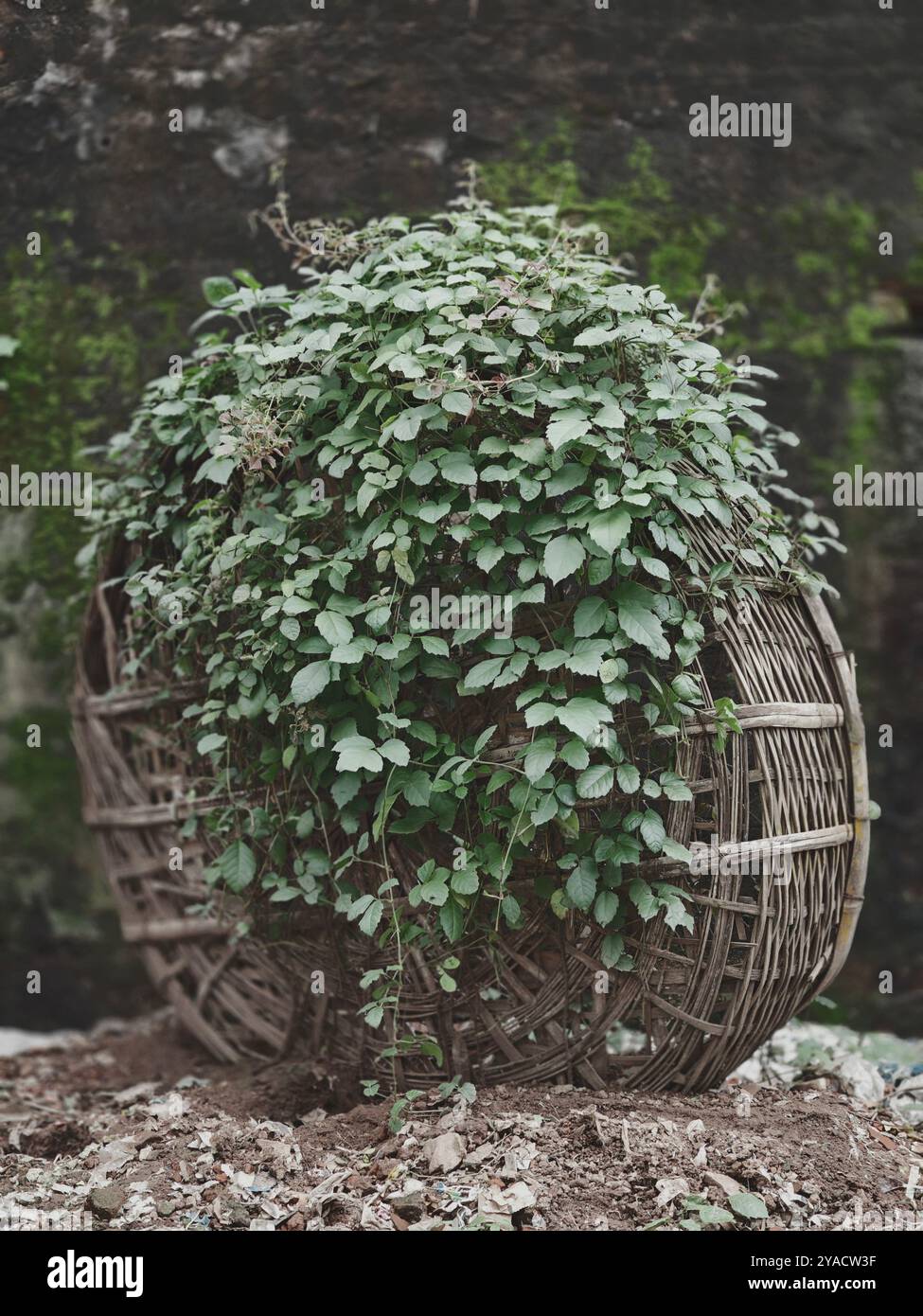 Apple tree pot hi-res stock photography and images - Alamy
