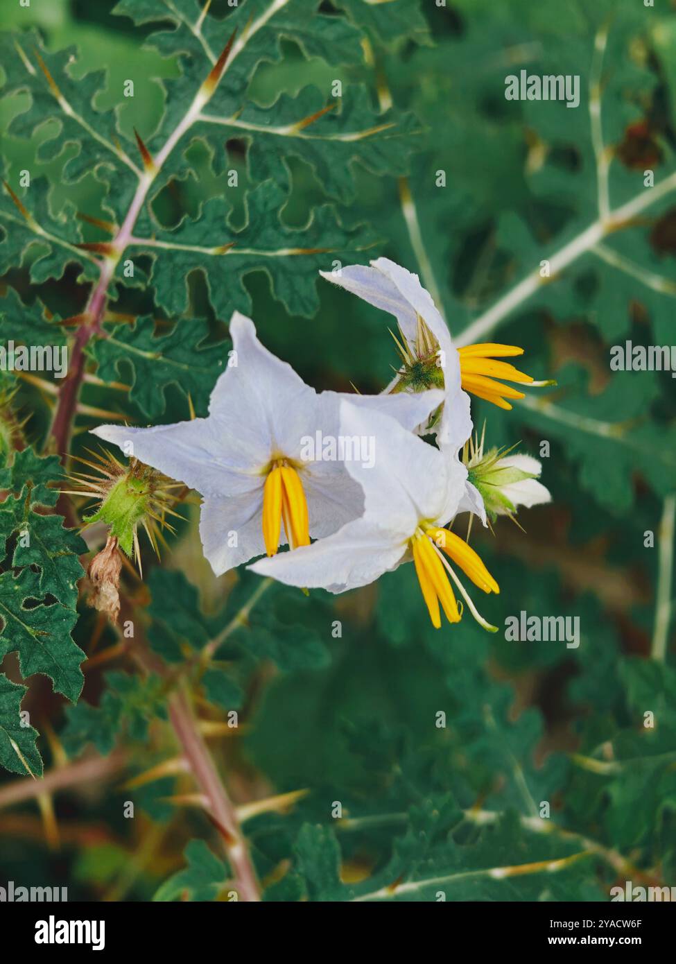 White flower nature hi-res stock photography and images - Alamy