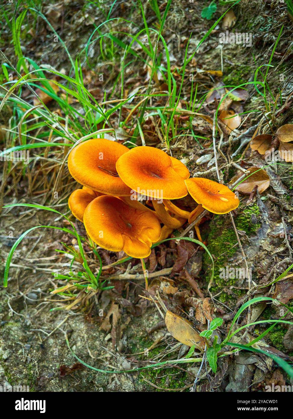 Road pass view to walkway and mountains. Rodopi in Summer Stock Photo ...