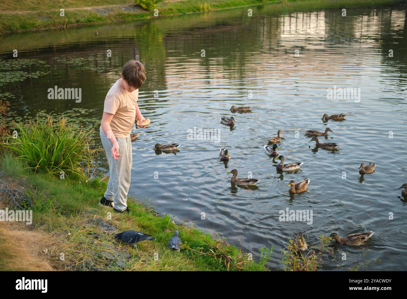 The male child is throwing bread to the pigeons, enjoying his time ...