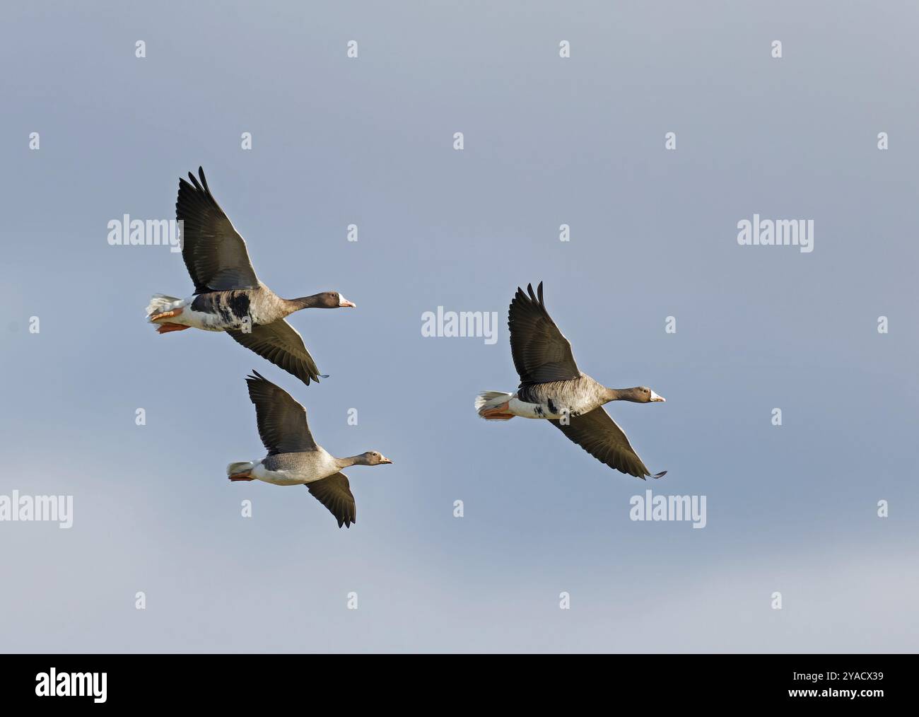Flying greater white fronted geese birds hi-res stock photography and ...