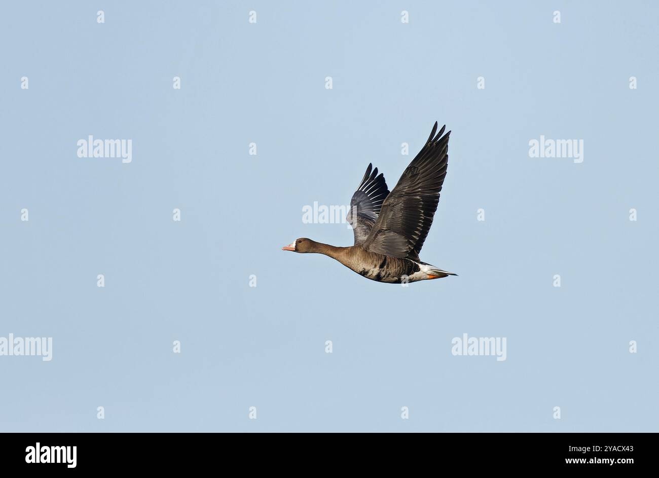 Goose in flight hi-res stock photography and images - Alamy