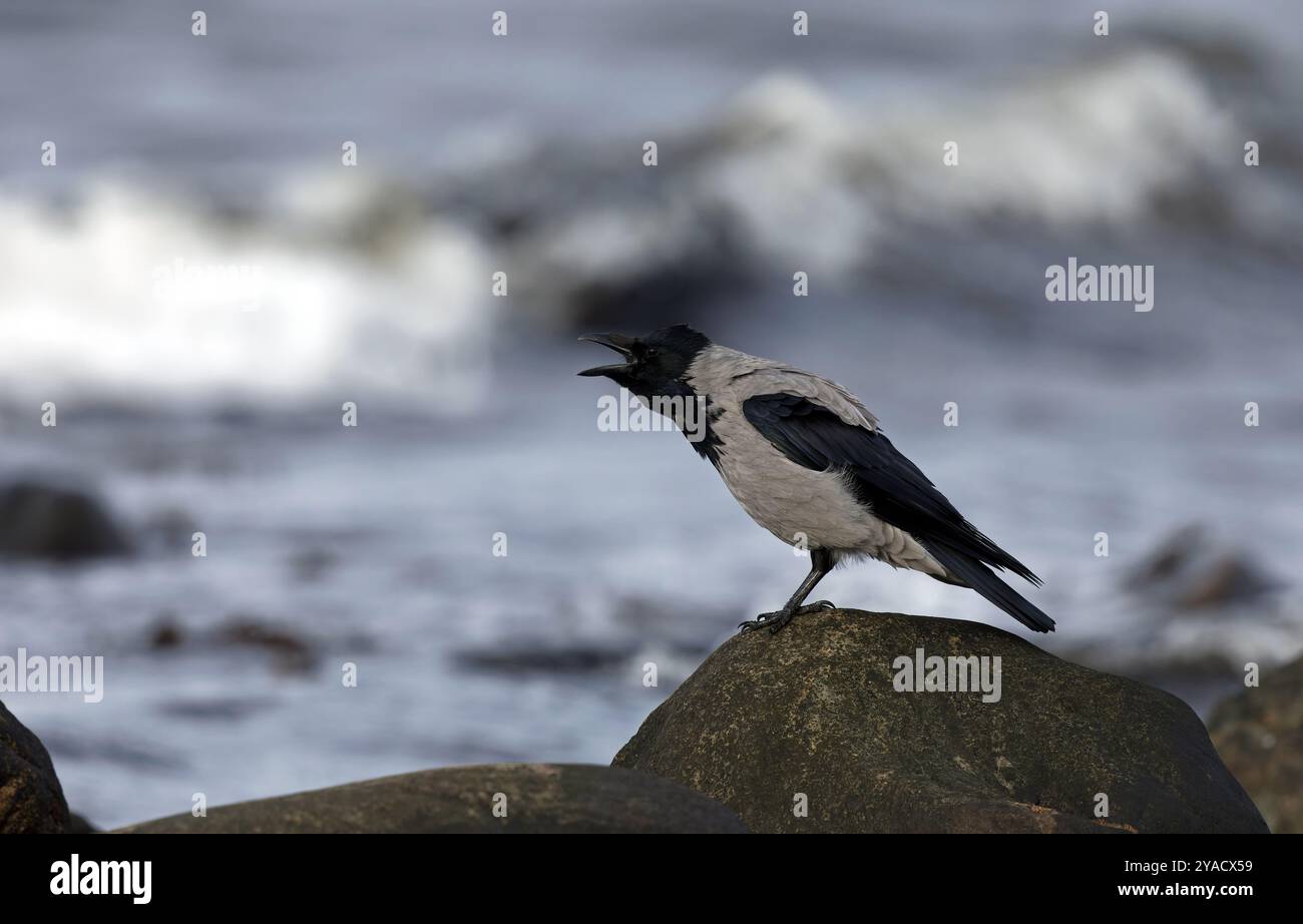 Hooded crow cawing side on at beach Stock Photo - Alamy