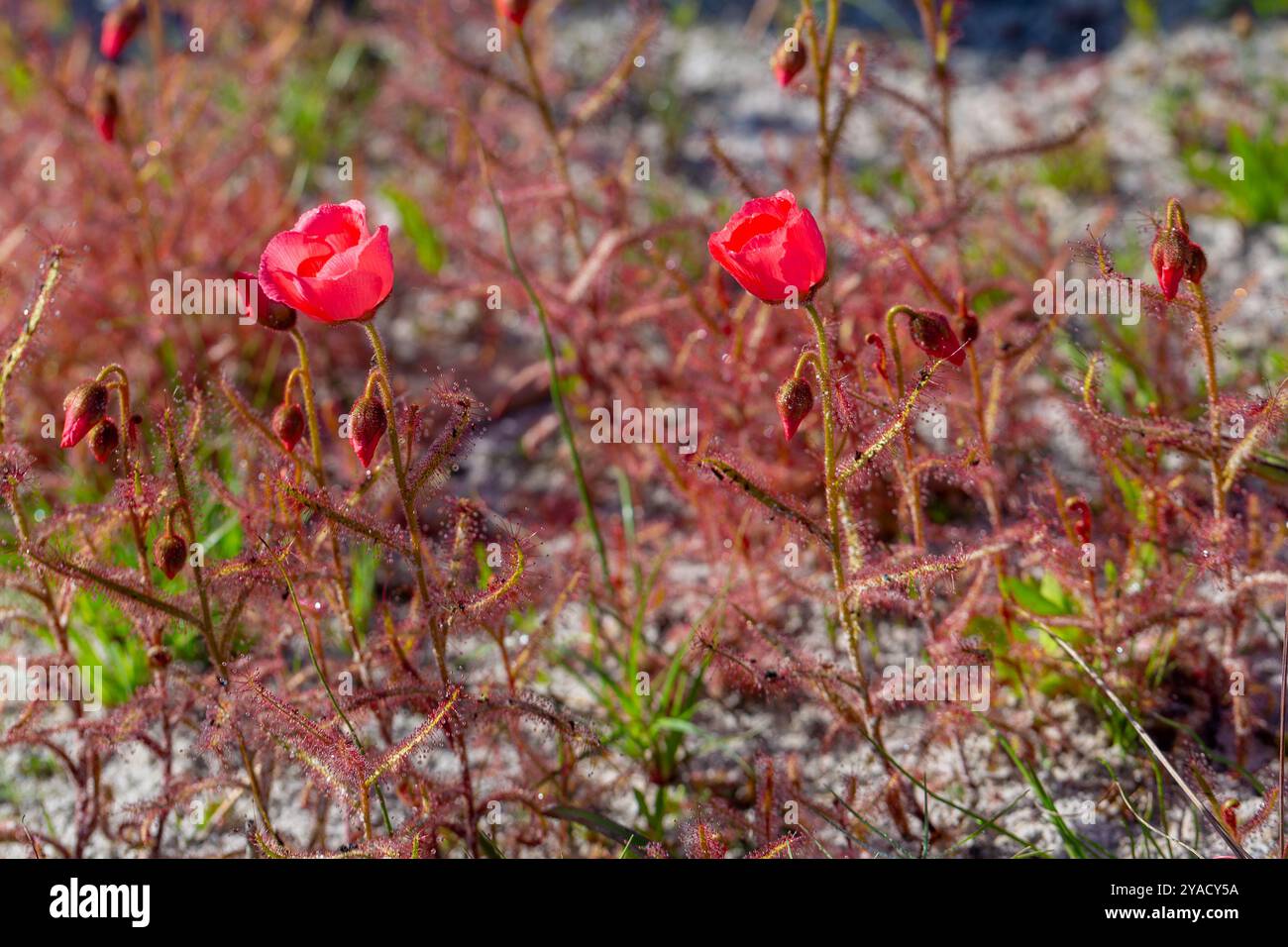 The beautiful ligh red flowering form of the sundew Drosera cistiflora ...