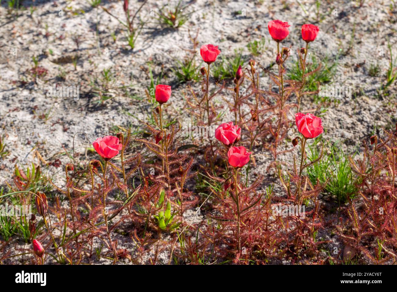 The beautiful ligh red flowering form of the sundew Drosera cistiflora ...