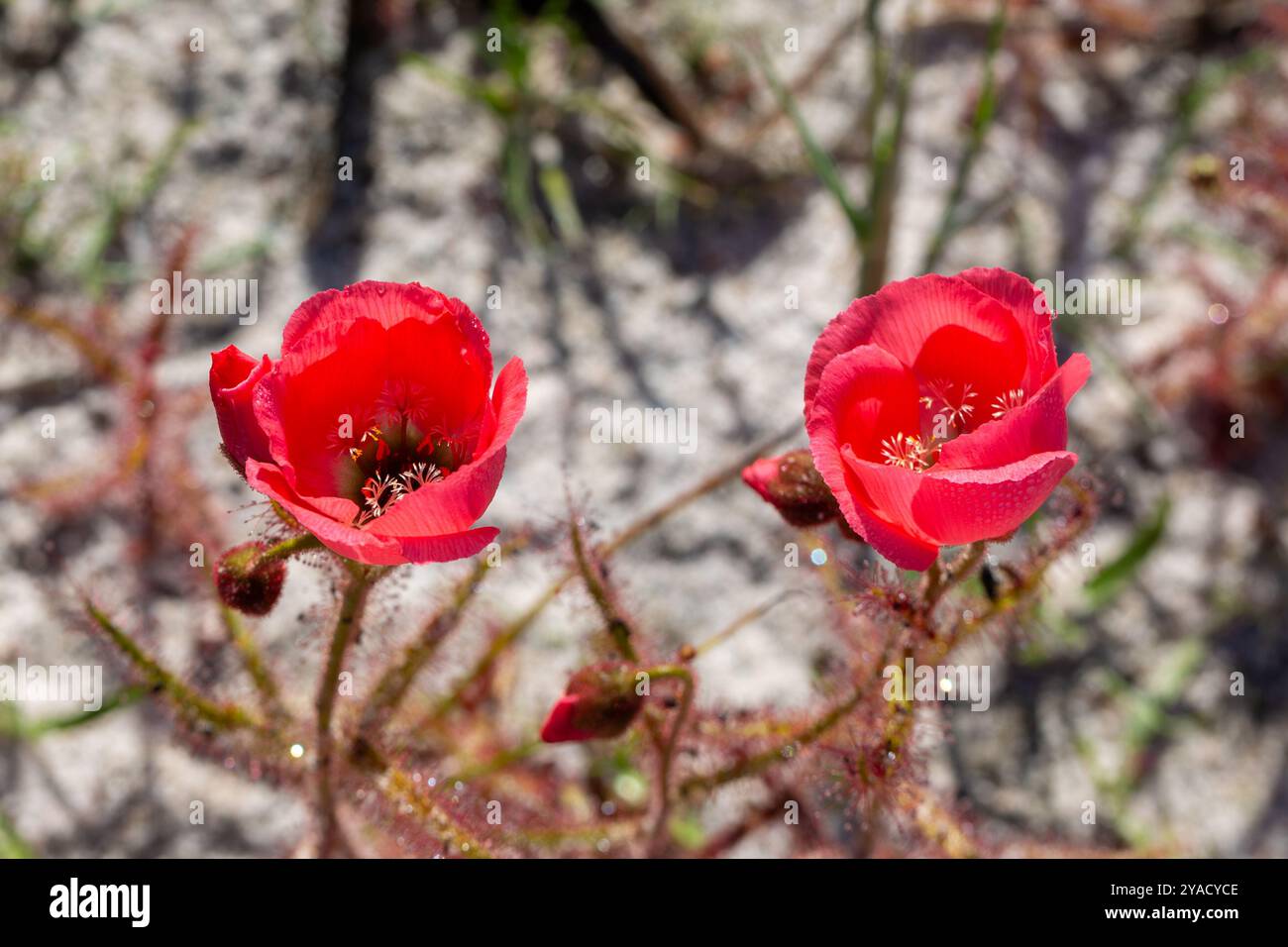 The beautiful ligh red flowering form of the sundew Drosera cistiflora ...