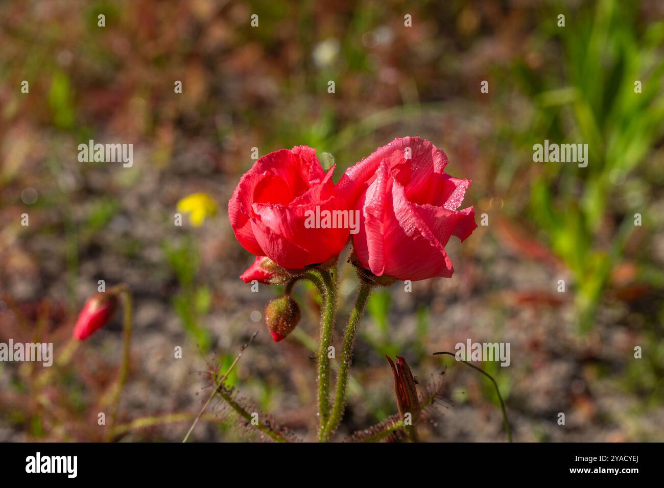 The beautiful ligh red flowering form of the sundew Drosera cistiflora ...