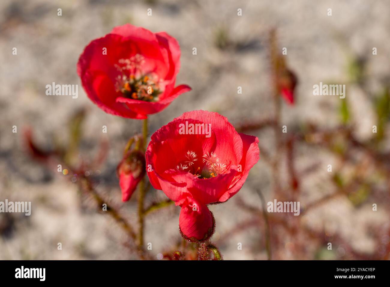 The beautiful ligh red flowering form of the sundew Drosera cistiflora ...