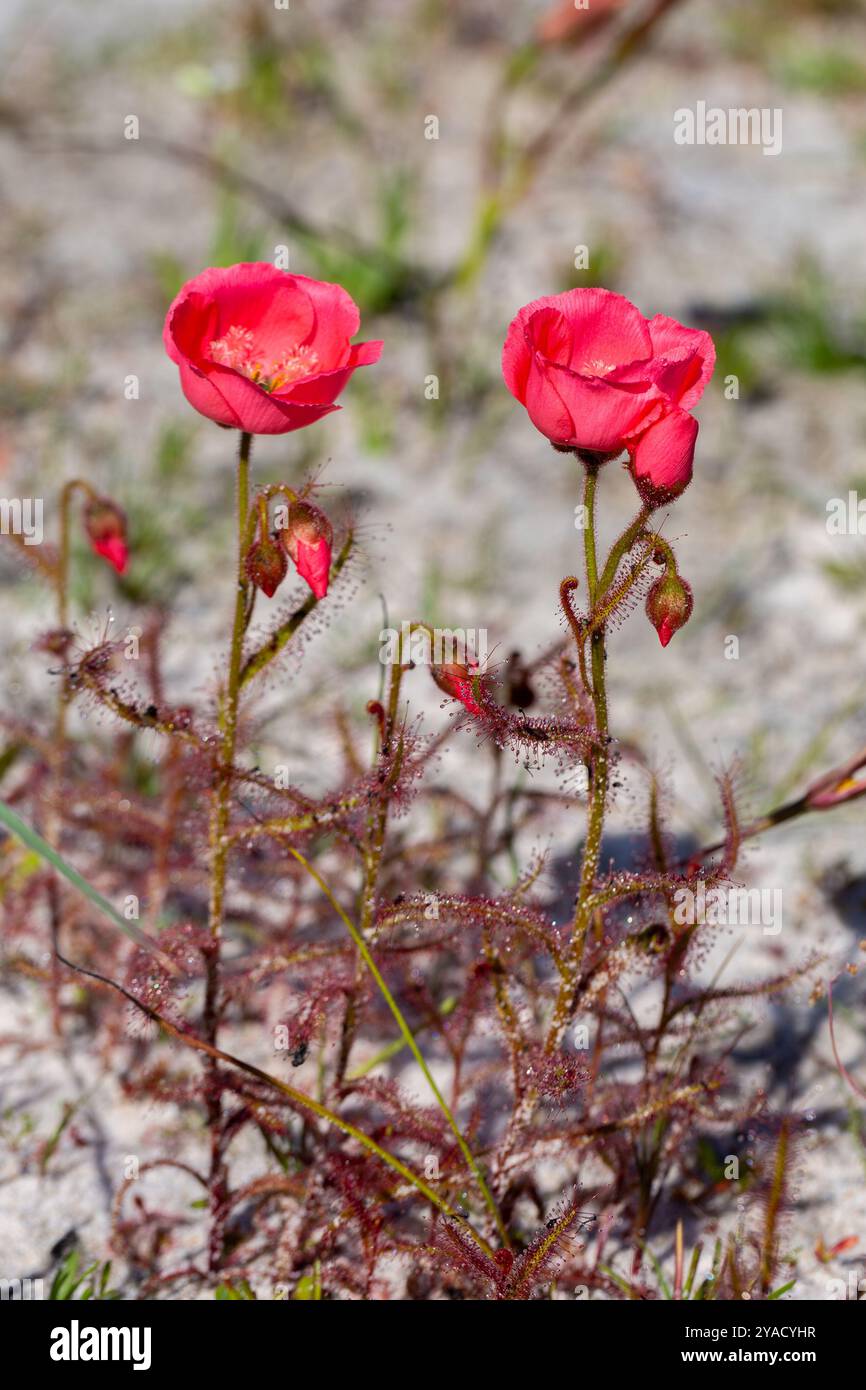 The beautiful ligh red flowering form of the sundew Drosera cistiflora ...
