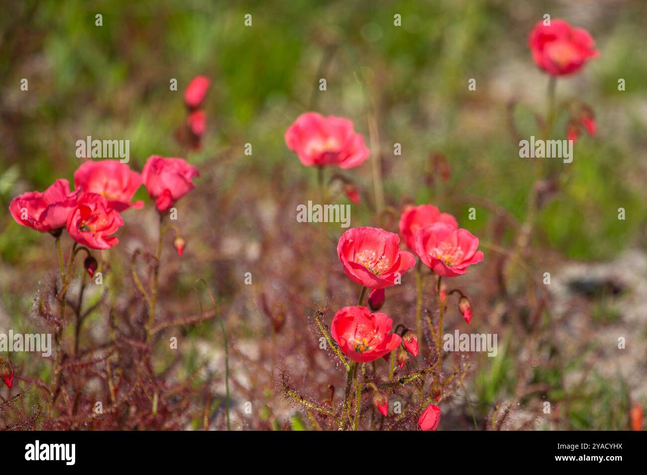 The beautiful ligh red flowering form of the sundew Drosera cistiflora ...