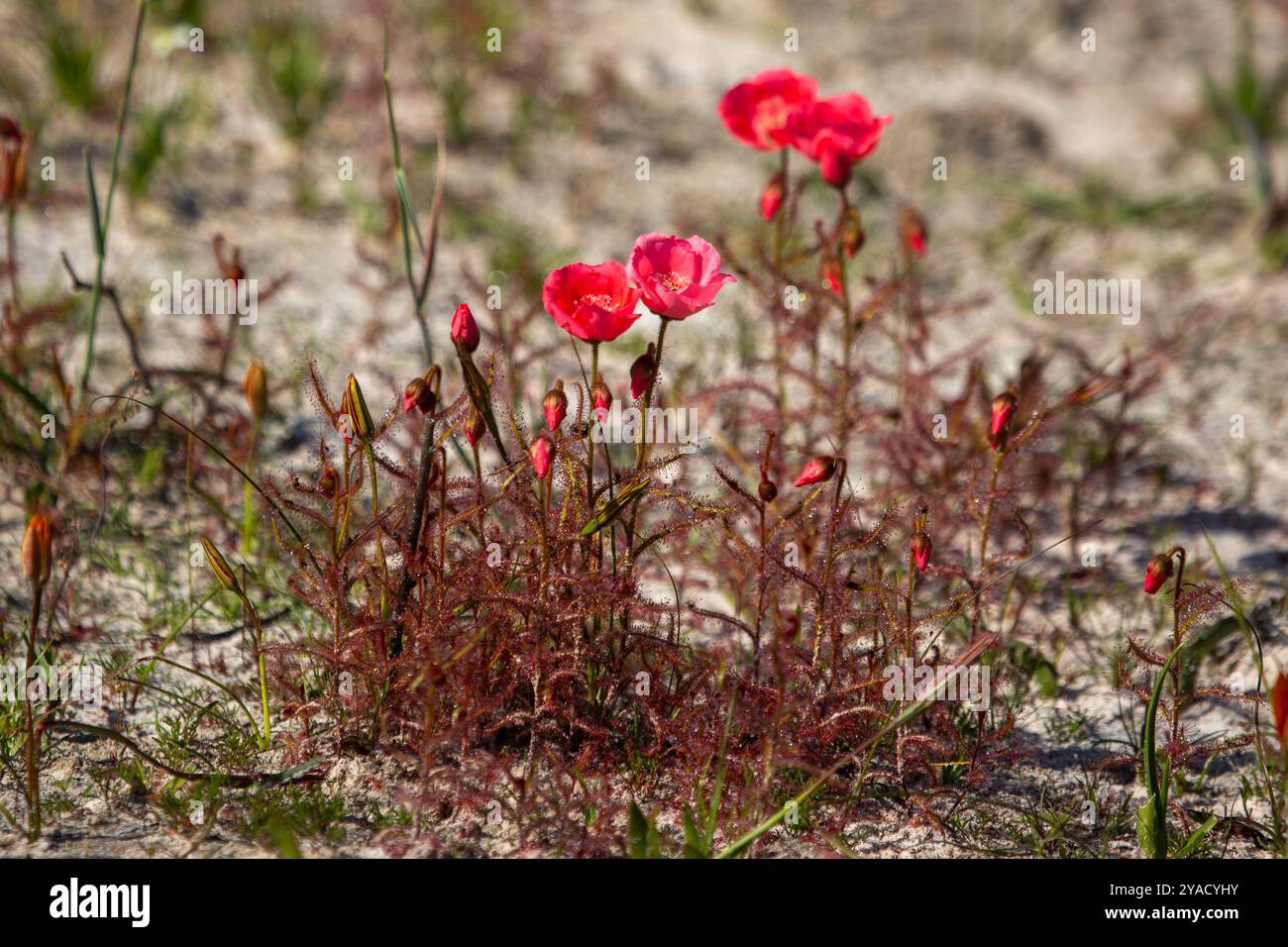 The beautiful ligh red flowering form of the sundew Drosera cistiflora ...