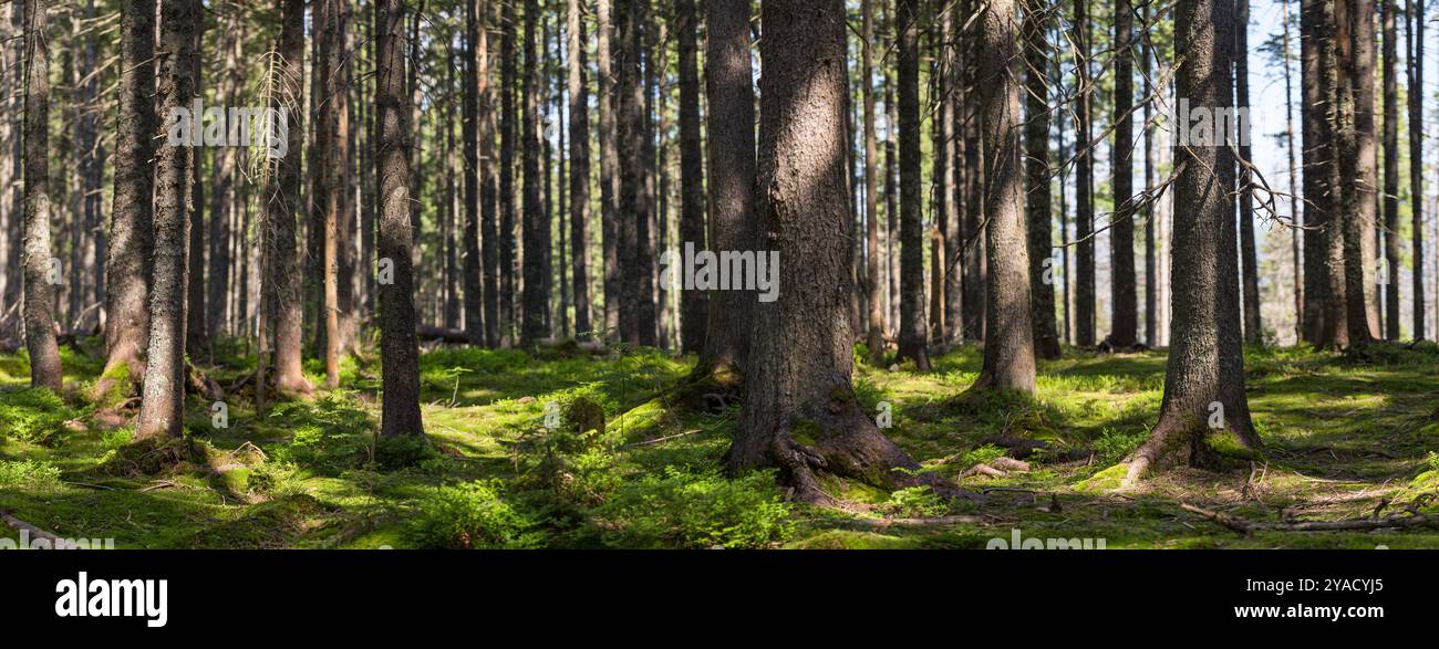 Panorama of Natural Spruce (Picea abies) Forest with Sunbeams through ...