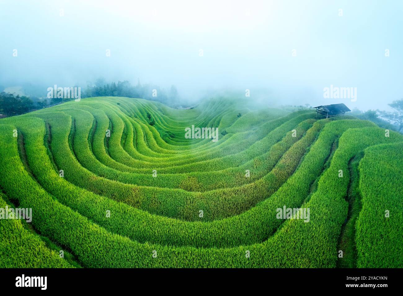 Beautiful view of lush green rice field terraces enveloped in fog ...