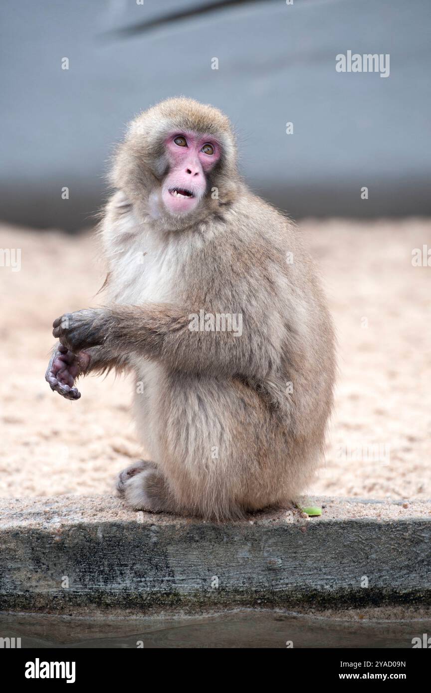 Japanese Macaque Primate. Japanese Macaque Primate and Monkey in Artis ...