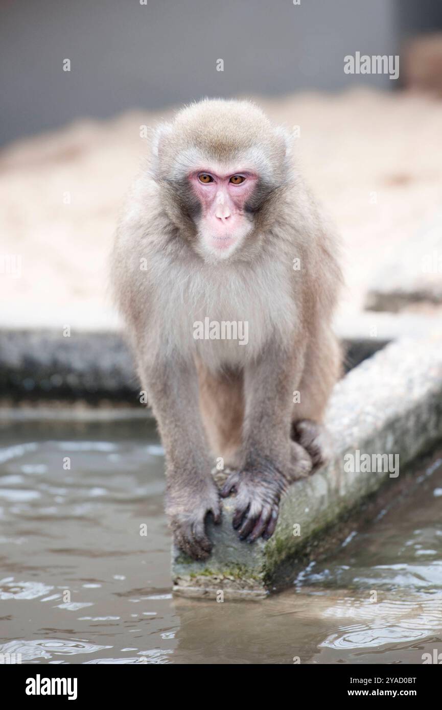 Japanese Macaque Primate. Japanese Macaque Primate and Monkey in Artis ...