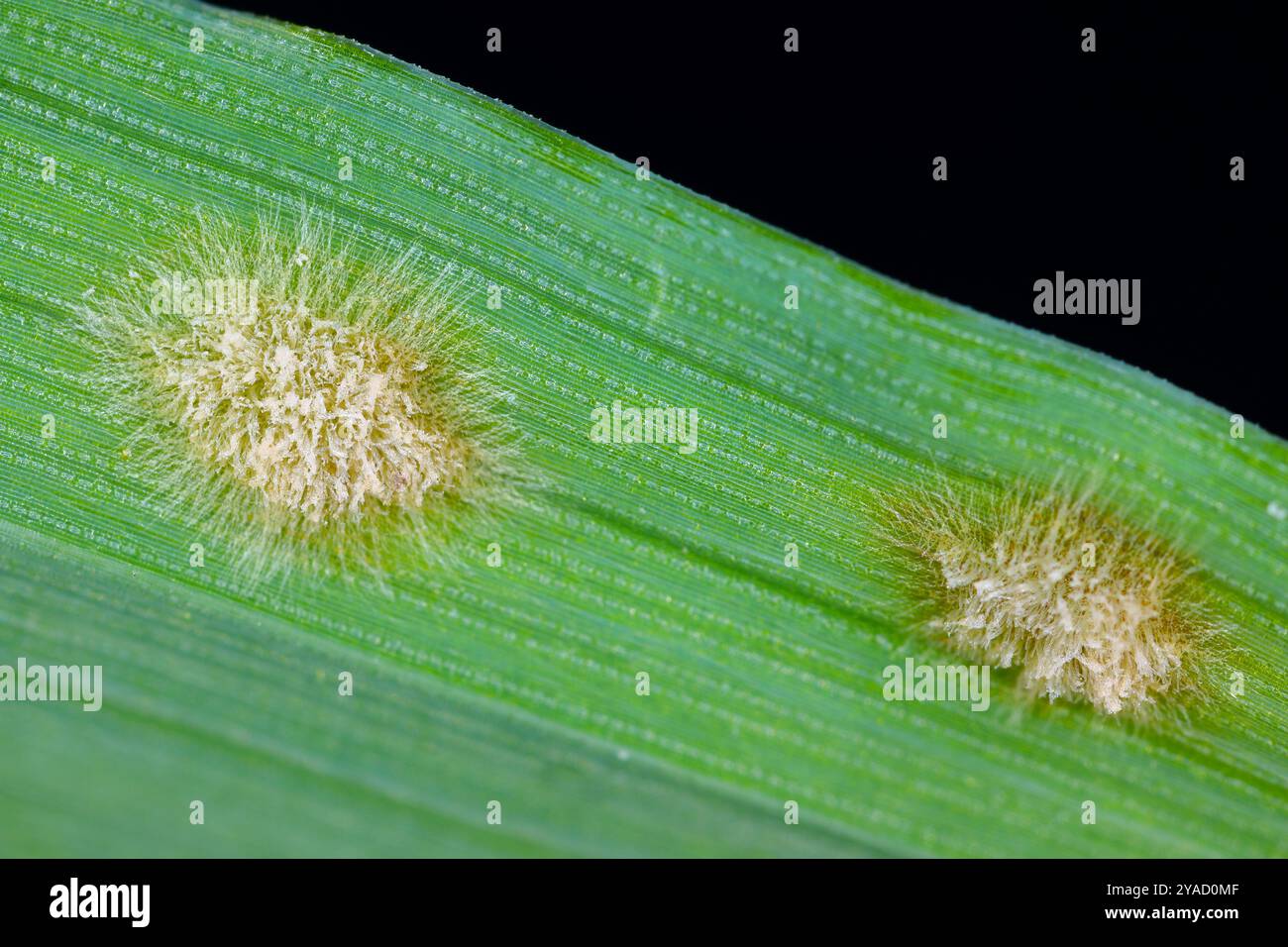 Powdery mildew (Blumeria graminis f.sp. hordei) photomicrograph of a ...