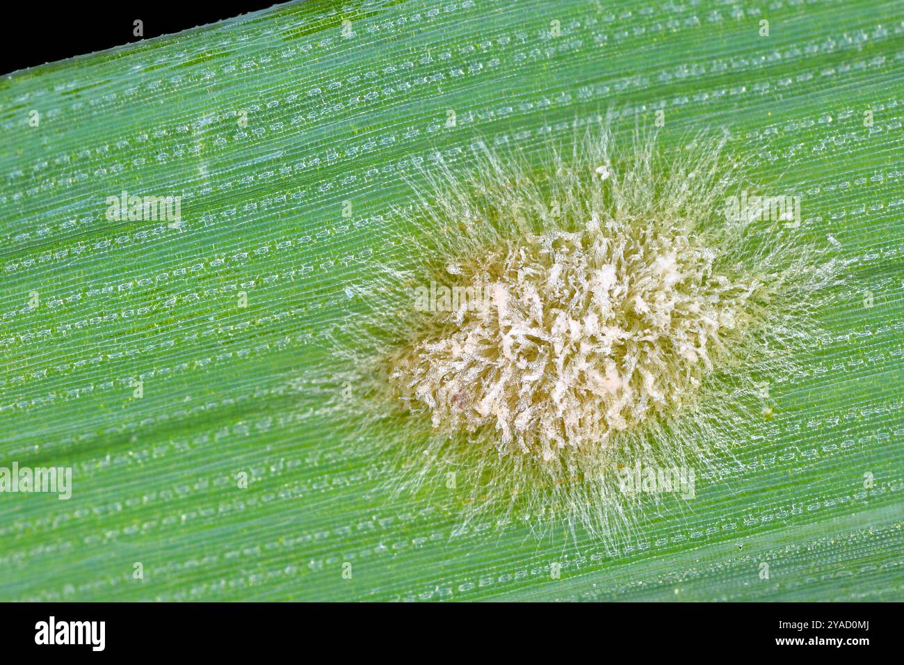 Powdery mildew (Blumeria graminis f.sp. hordei) photomicrograph of a ...