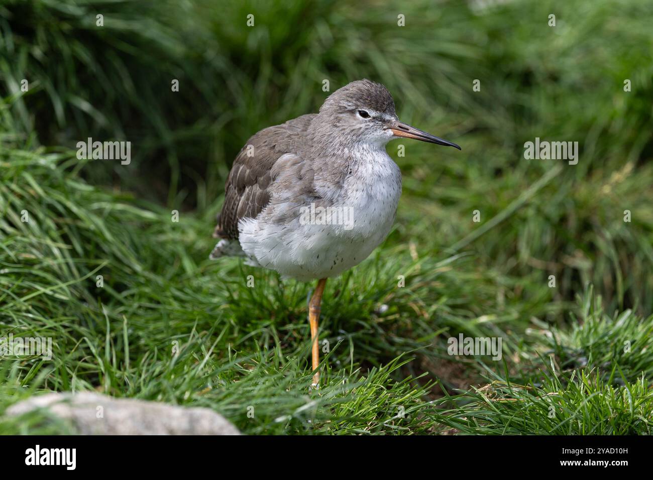 Common redshank stood on one leg in the grass, West Sussex, UK Stock ...