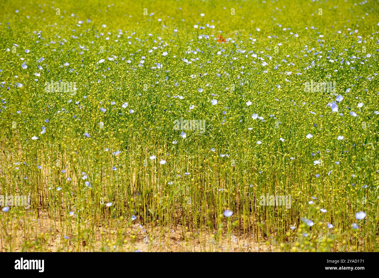 Colorful nature background, blue flax linen plants in blossom on fields ...