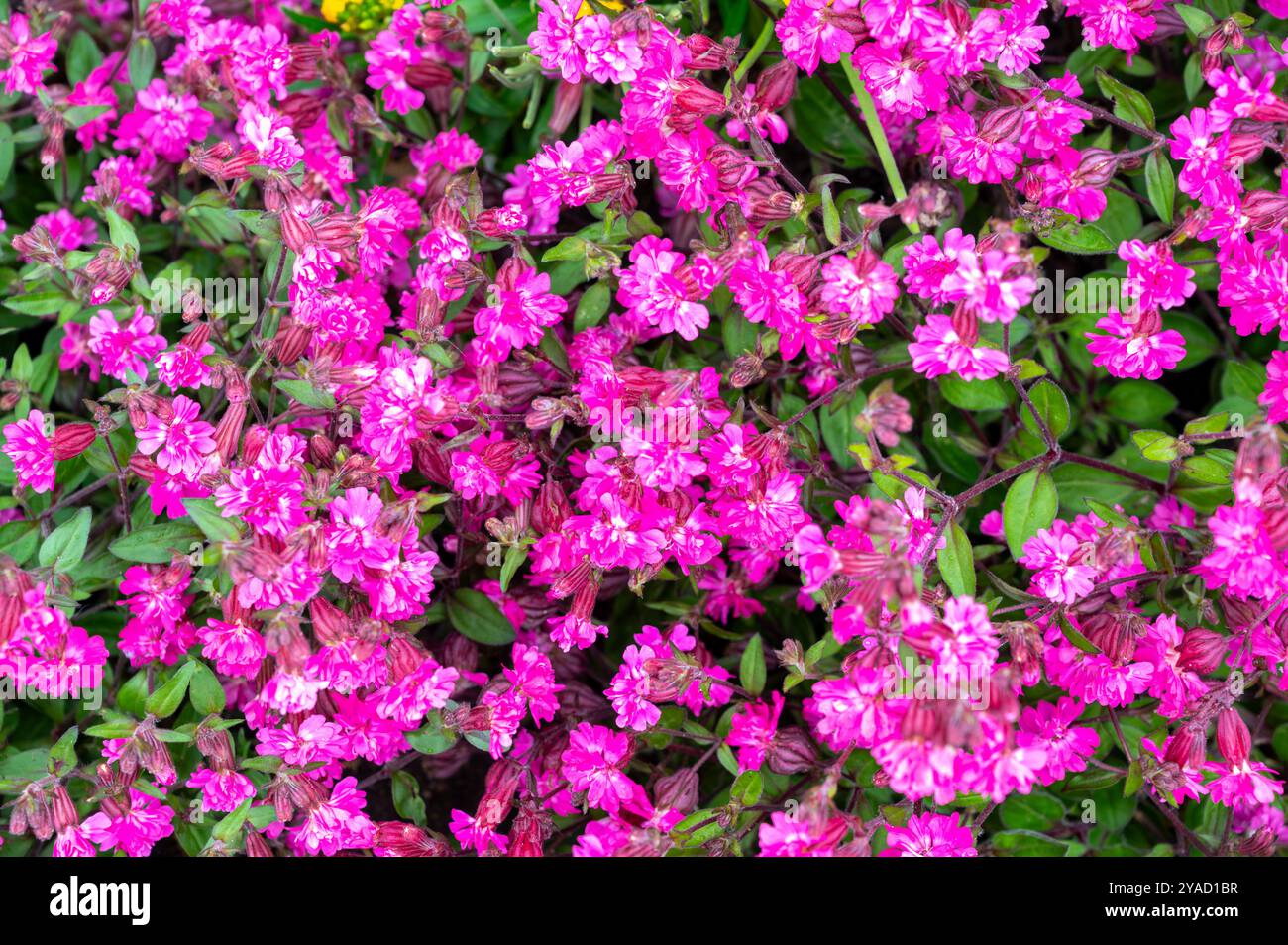 Pink blossom of Silene pendula catchfly ornamental plant in garden ...
