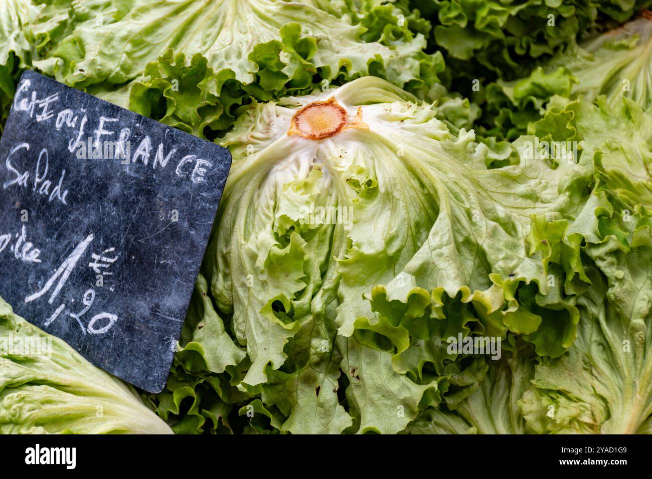 Fresh piece of green lettuce salad on outdoor market with seasonal ...