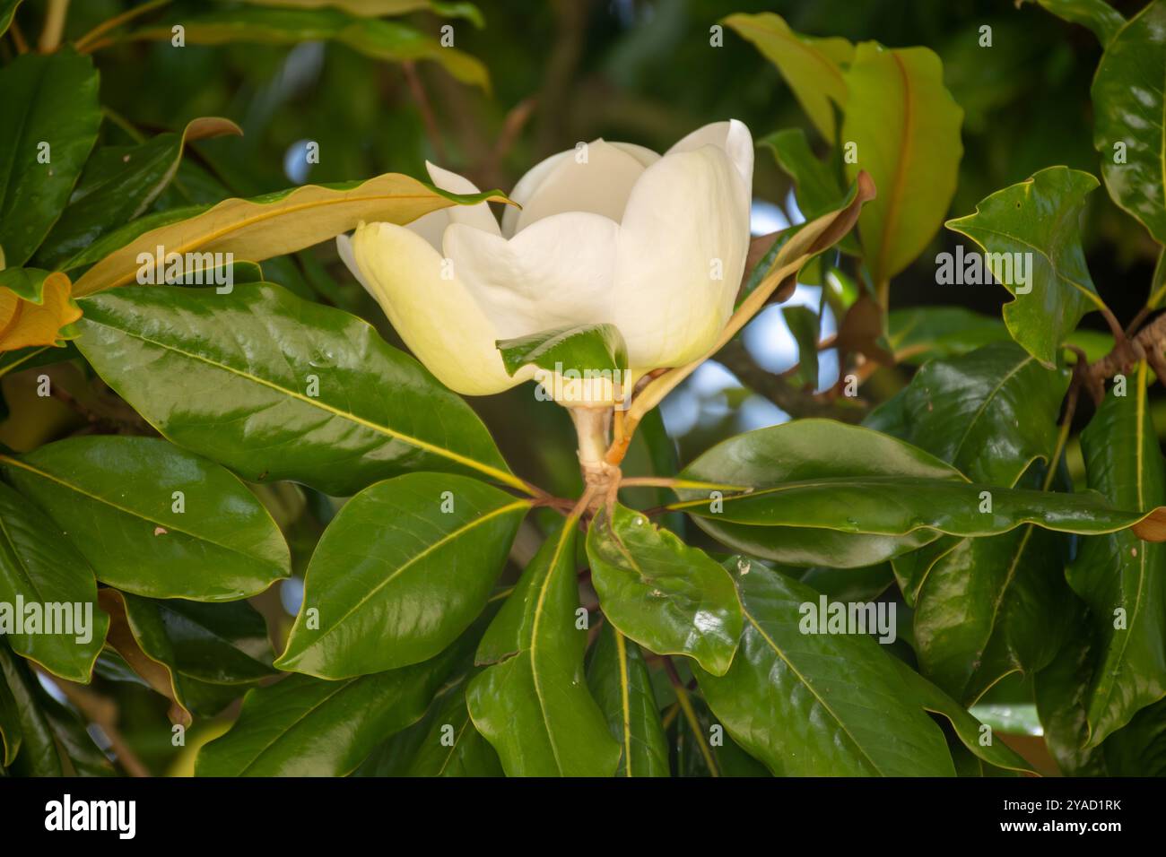 White scented blossom of tropical magnolia grandiflora evergreen tree ...