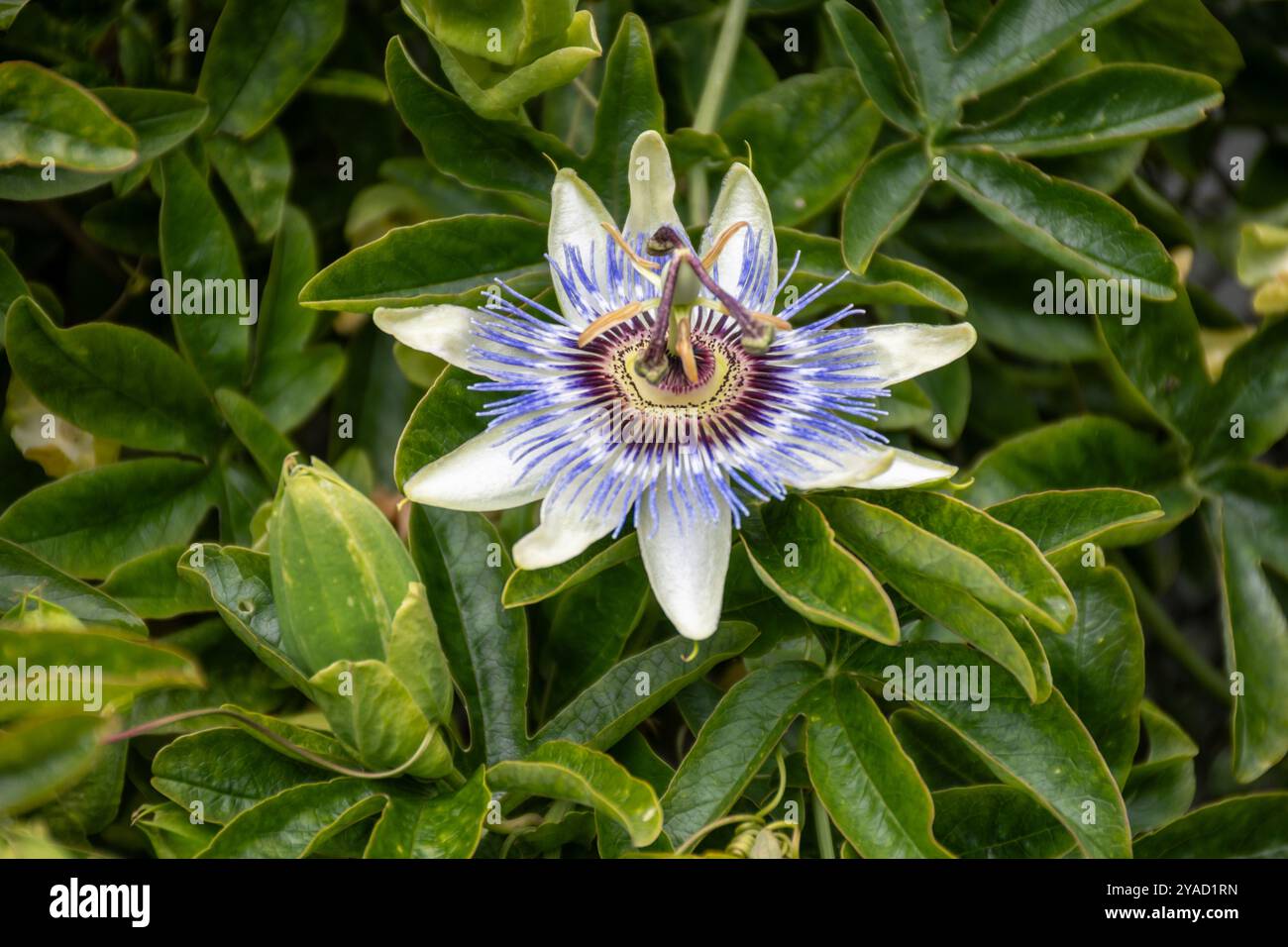 Botanical collection, beatiful flowers of passiflora plant with edible ...