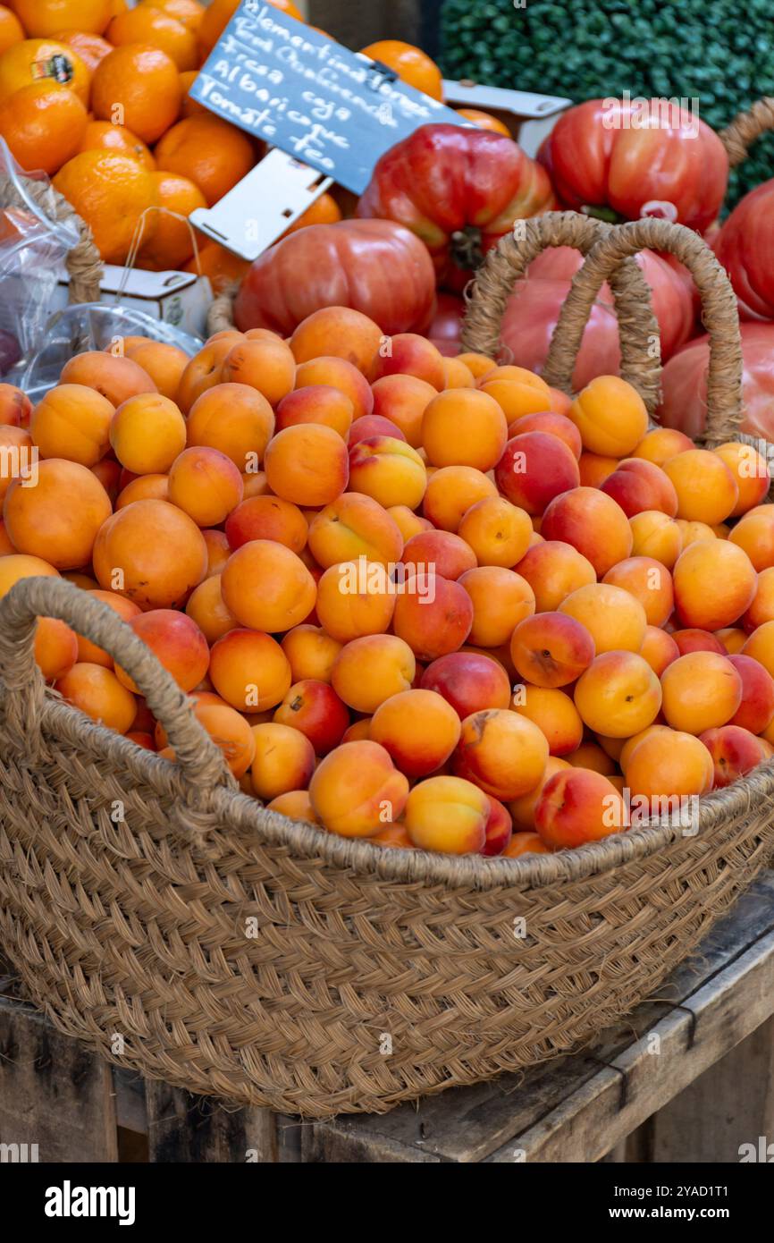 New harvest of fresh ripe sweet yellow-red apricots fruits in Provence ...