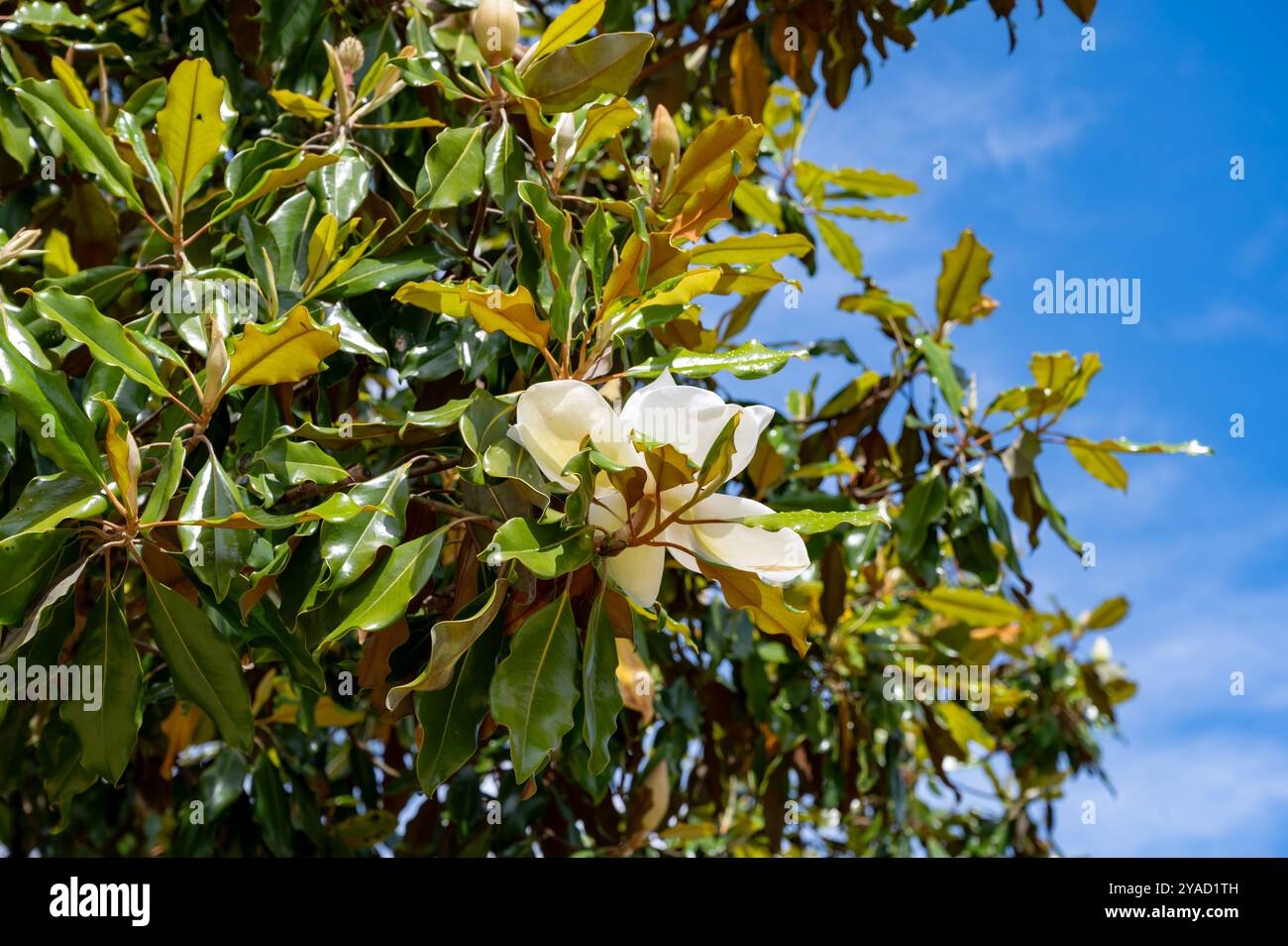 White scented blossom of tropical magnolia grandiflora evergreen tree ...