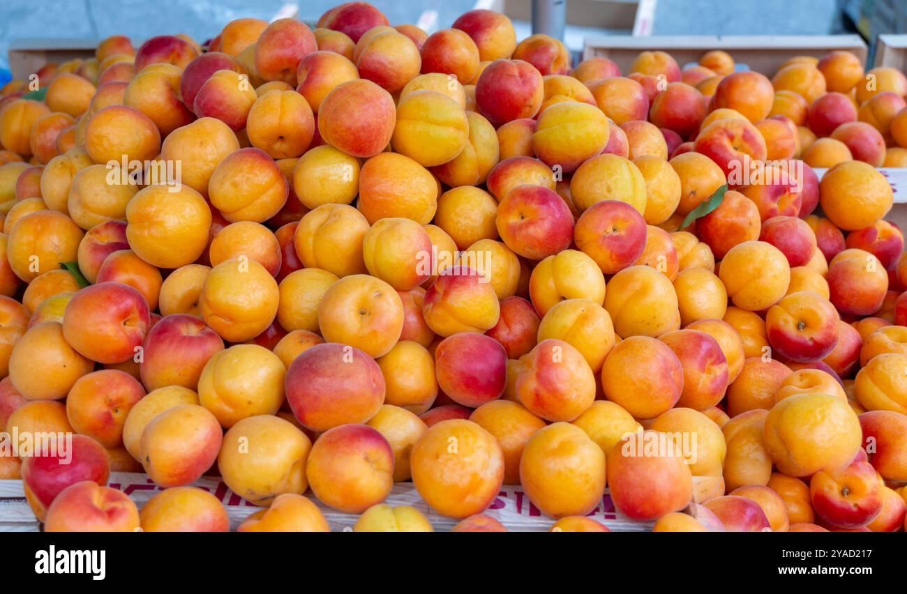 New harvest of fresh ripe sweet yellow-red apricots fruits in Provence ...