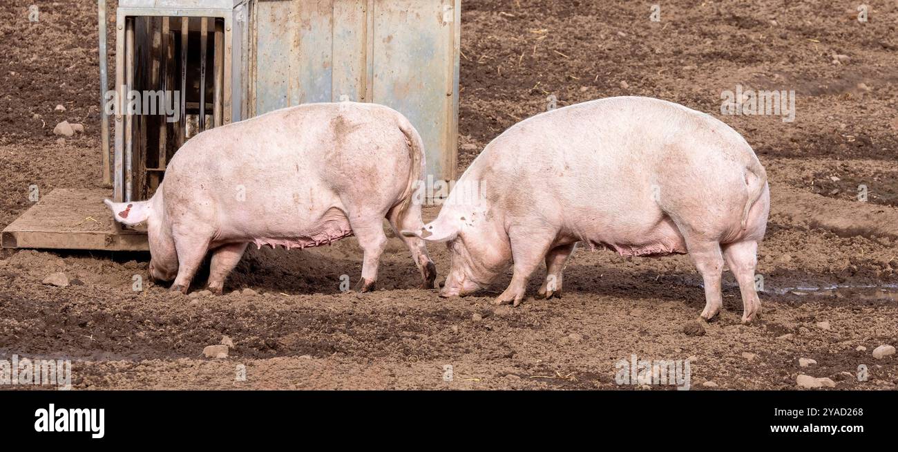 Healthy young pigs roaming about on a farm in their natural habitat ...