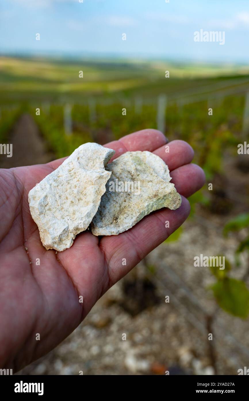 Worker Hand with white chalk stones from soils of Cote des Blancs near ...