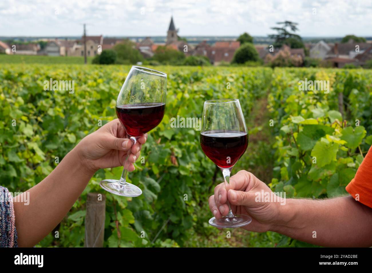 Drinking of red pinot noir wine on grand cru vineyards with cross and ...