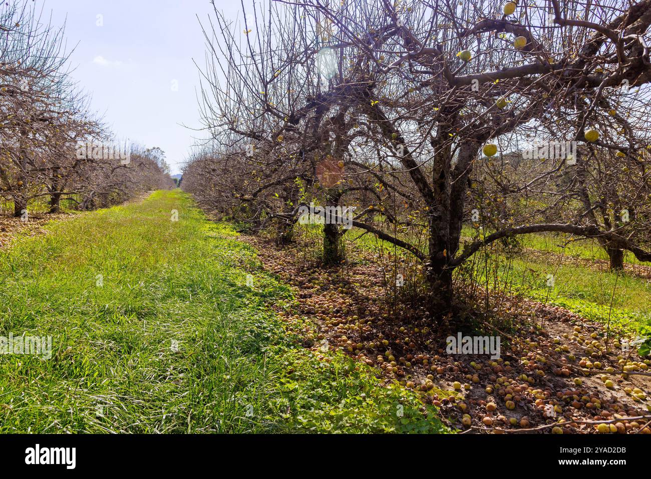 Infected gardens, apples that fell from trees rot on ground, diseases ...