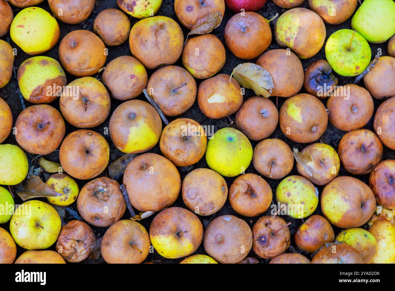 Apples that fall from trees rot in garden, diseases infected apples rot ...