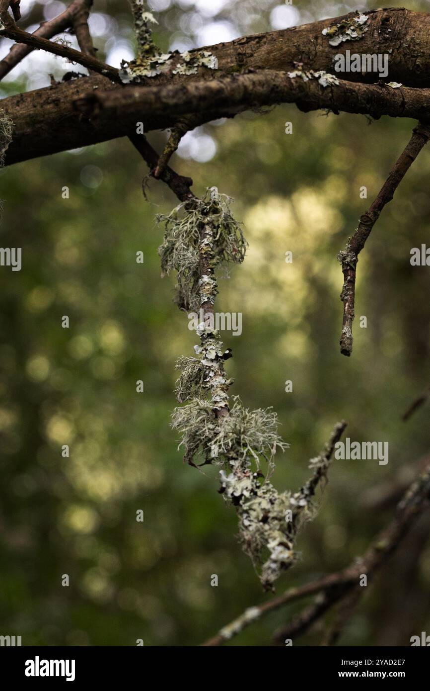 lichens growing on a branch of a tree in West Sussex, UK Stock Photo ...
