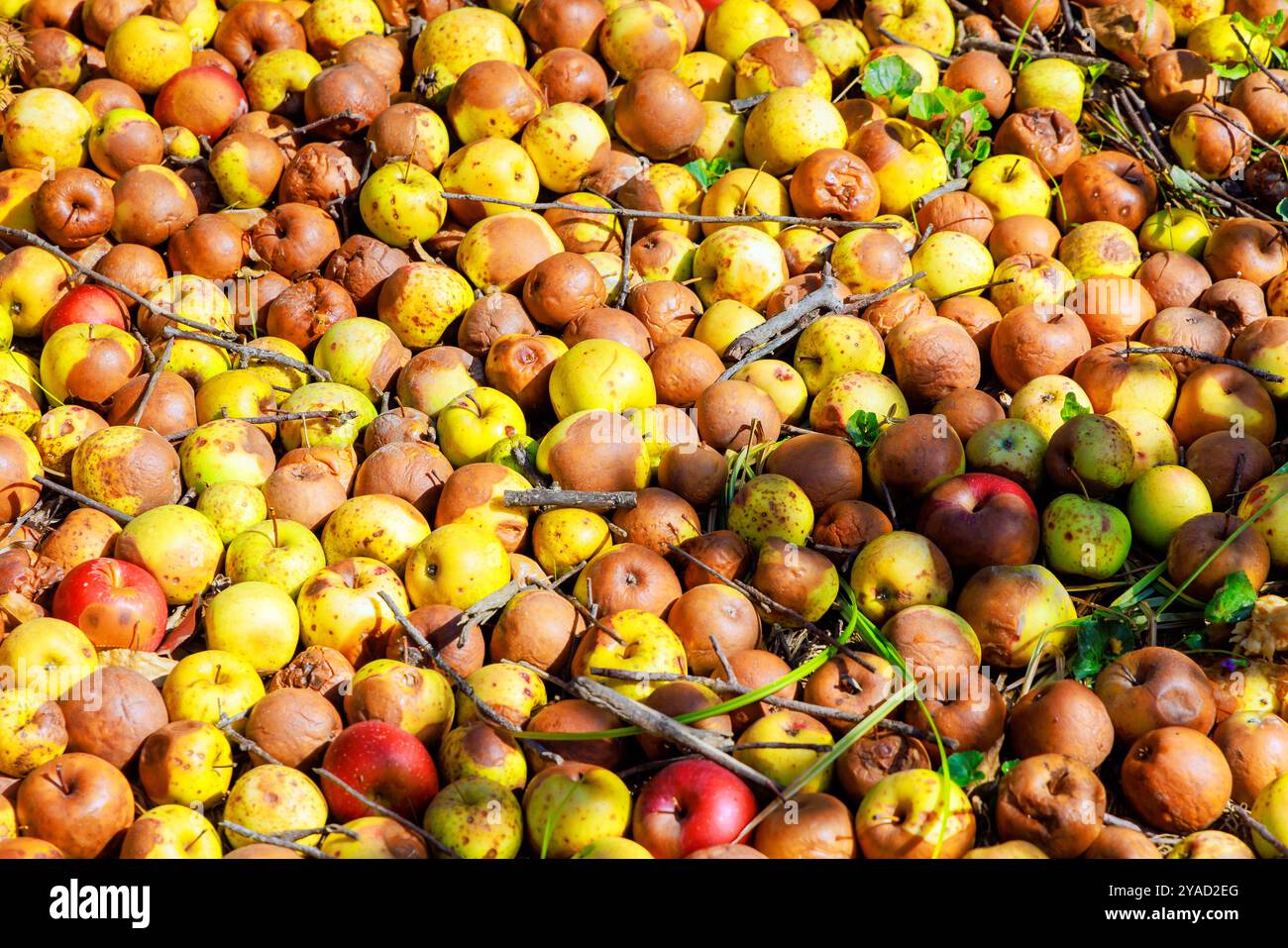 Diseases at garden infected, apples that fell from tree rot in garden ...