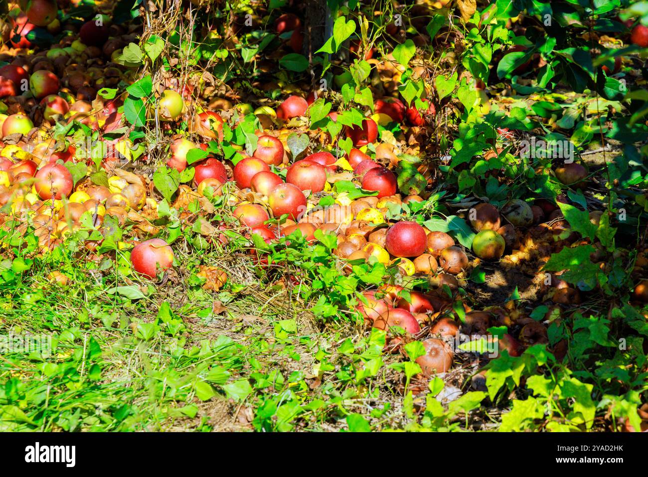 Garden is infected by diseases, apples that fall from trees rot in ...