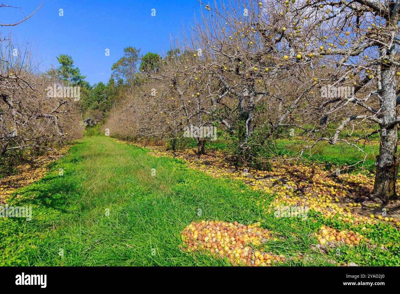Apple that fell from tree has rotted on ground due to outbreak ...