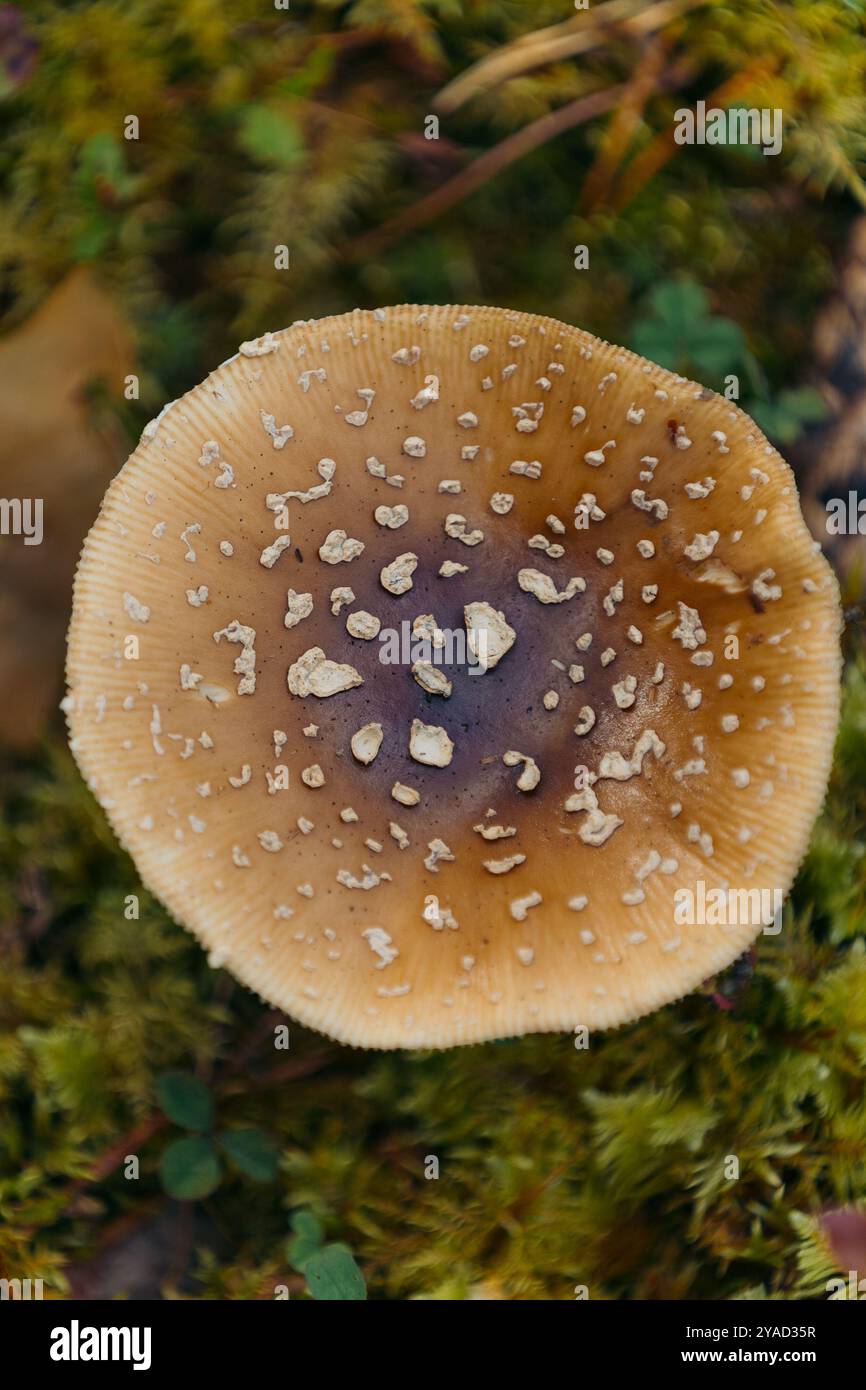 Death cap mushroom hi-res stock photography and images - Alamy