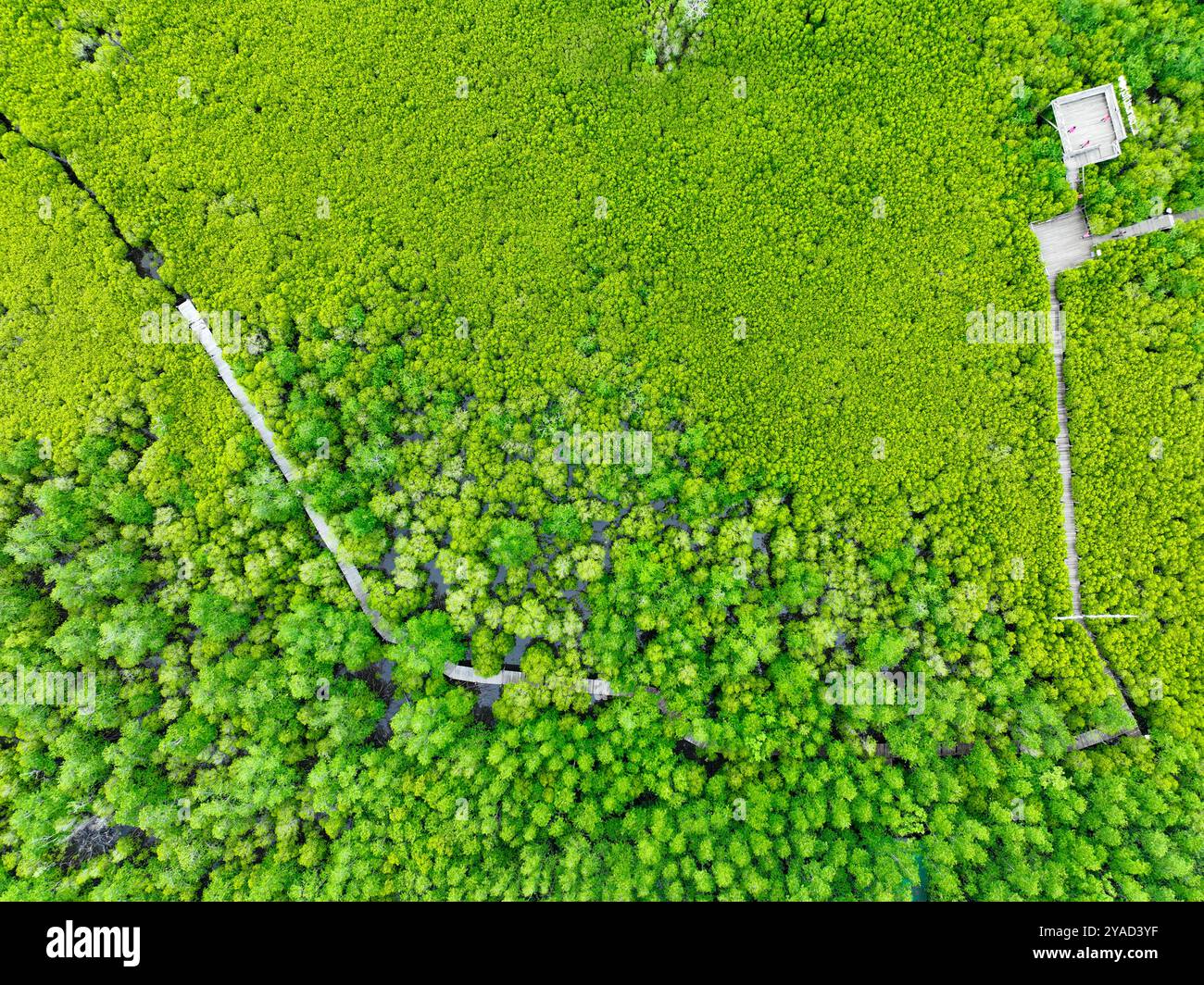 Aerial view lush green mangrove forest. Wooden bridges for natural ...